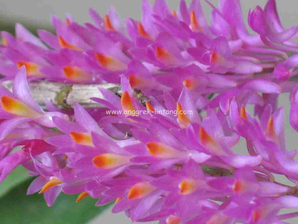 Dendrobium secundum (Bl.) Lindl. - Anggrek Lintang — Anggrek Lintang