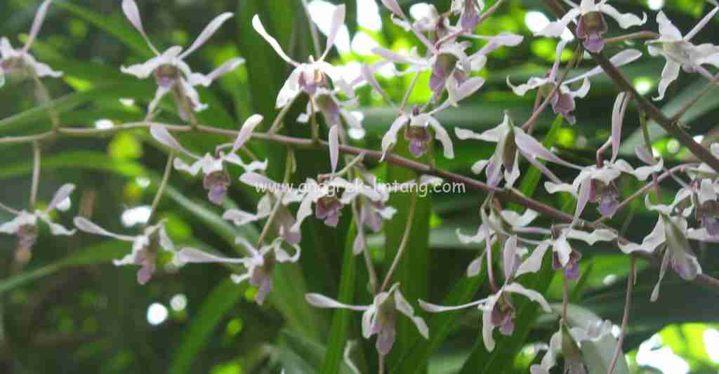 Dendrobium lineale Rolfe - Anggrek Lintang — Anggrek Lintang