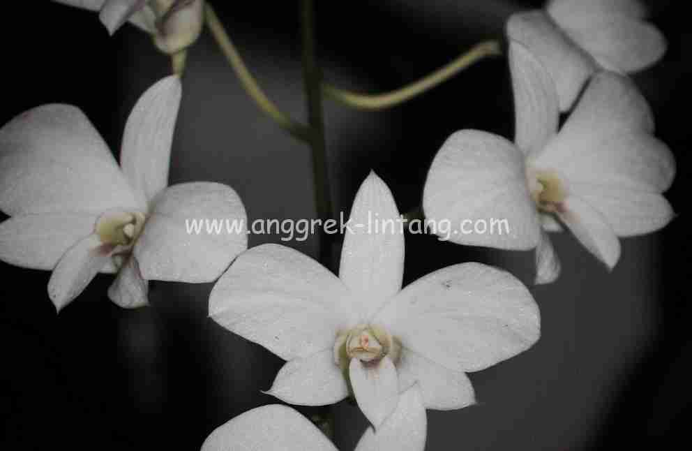 Dendrobium affine (Decais.) Steudel - Anggrek Lintang — Anggrek Lintang