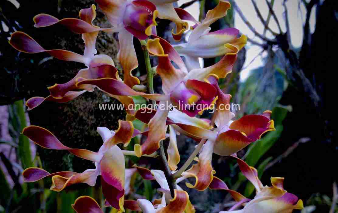 Dendrobium lasianthera J.J. Sm. - Anggrek Lintang — Anggrek Lintang